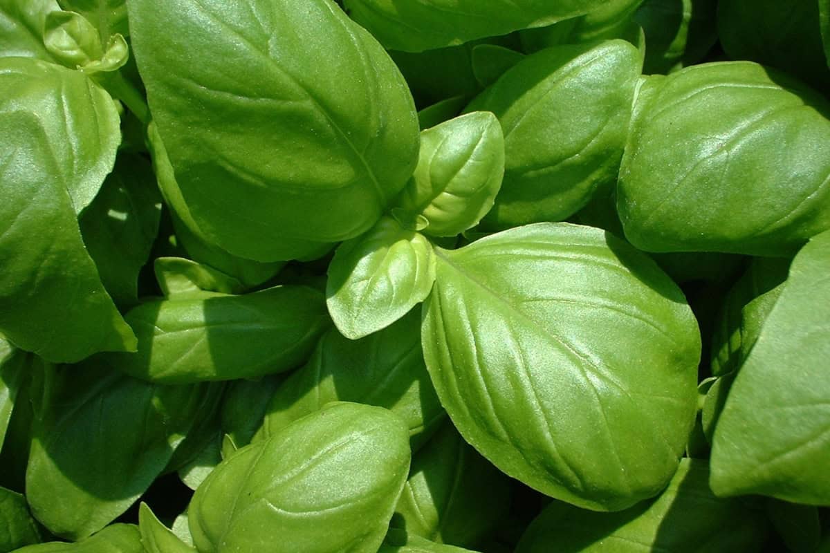 5 Best Substitutes For Mint - Fit Meal Ideas